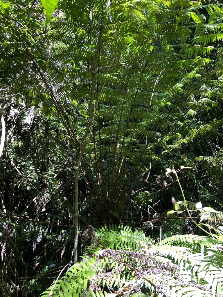 Forest Tree Fern in June 2023 by Carel Fourie · iNaturalist