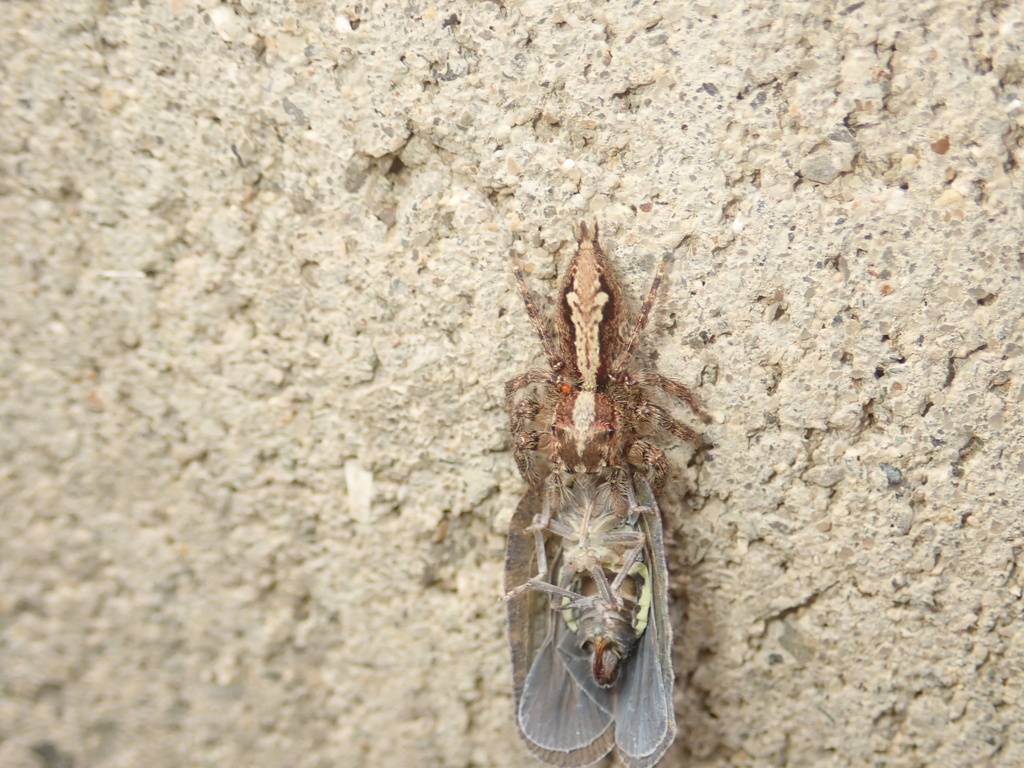 Pancorius crassipes from 天見, 河内長野市, 大阪府, JP on June 23, 2023 at 03:20 ...