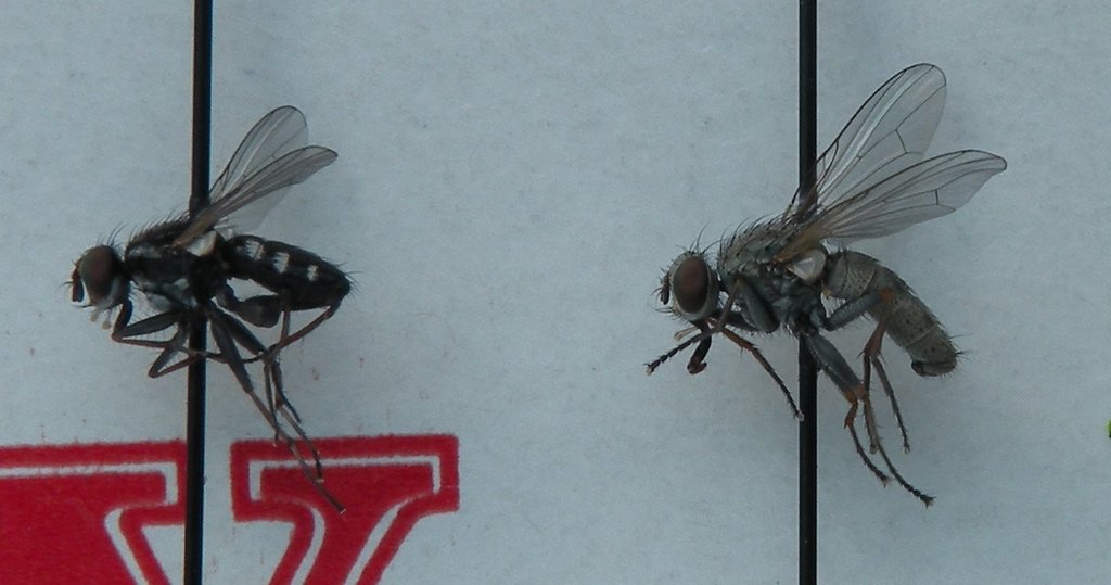 Lispe pygmaea from Астара, Азербайджан on May 21, 2009 at 09:52 AM by ...