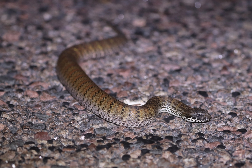 Plains Death Adder in June 2023 by Dan Ashdown. ID based on location ...