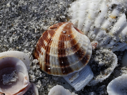 Almeja de Venus (Chione elevata)