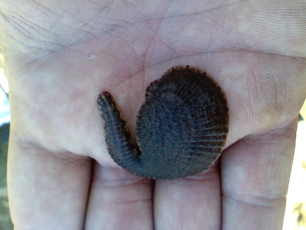 Turtle Leeches from Oil City, PA 16301, USA on May 23, 2012 at 07:59 PM ...