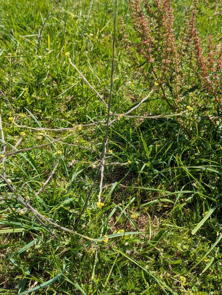 Hedge mustard from Woodingdean, Brighton, Brighton and Hove, Brighton ...