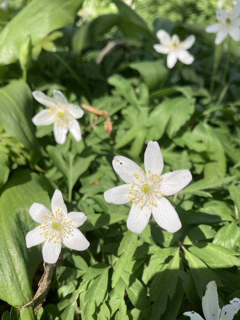 wood anemone from Rhododendronpark Bremen, Bremen, Bremen, DE on April ...