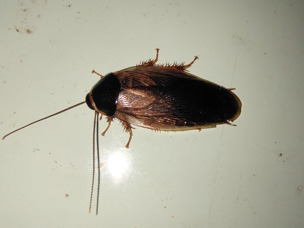 Indian Cockroach from 35/1 แขวงบางค้อ เขตจอมทอง กรุงเทพมหานคร 10150 ...