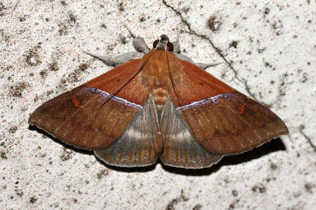 Sympis rufibasis from Bukit Fraser, 49000 Bukit Fraser, Pahang ...