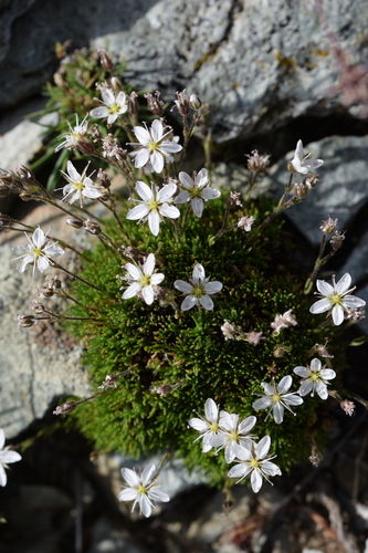 Subespecie Minuartia recurva condensata · iNaturalist Ecuador