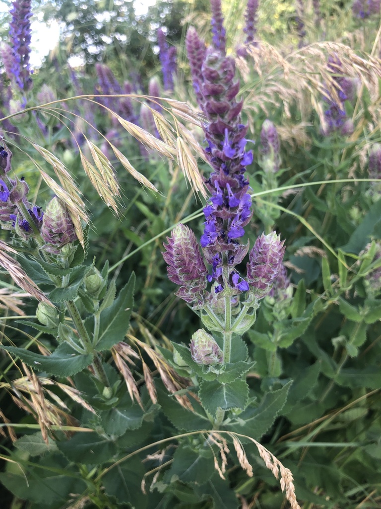 Purple Wood Sage from Задонский район, Липецкая область, RU on June 25 ...