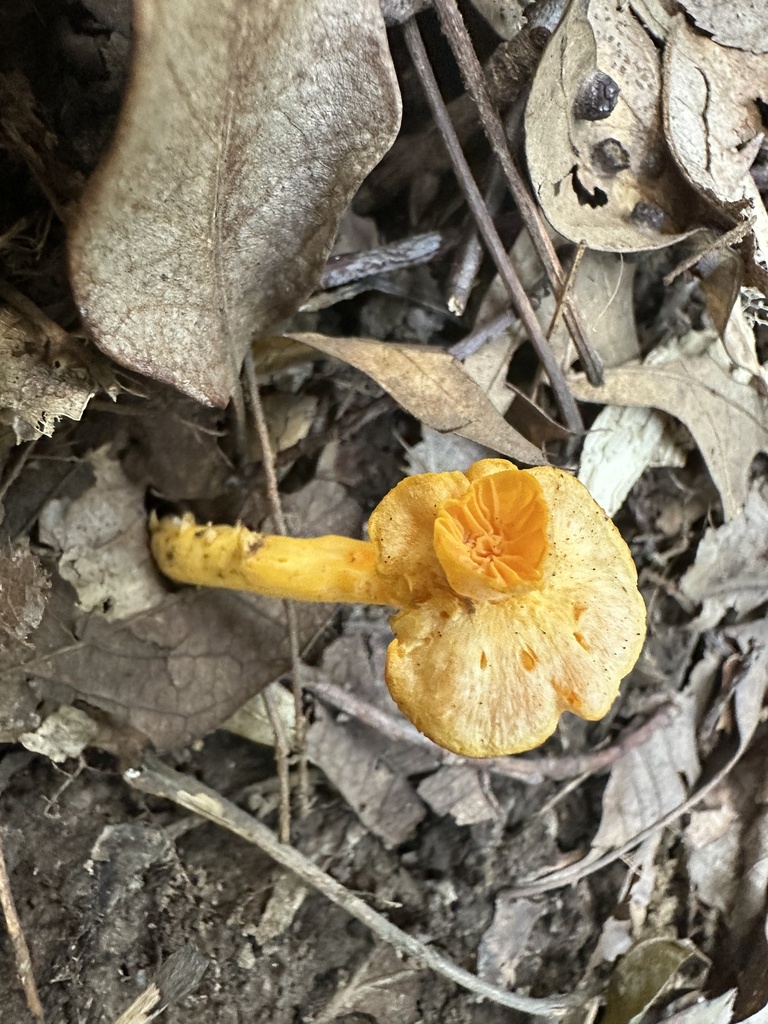 chanterelles from Nesbit Park, Bartlett, TN, US on June 25, 2023 at 08: ...