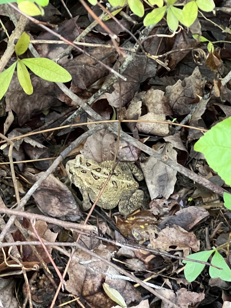 American Toad from Pennypack Park, Philadelphia, PA, US on June 25 ...