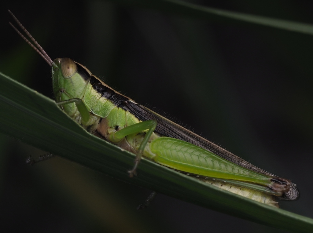 Oxya intricata in June 2023 by S Dowell · iNaturalist