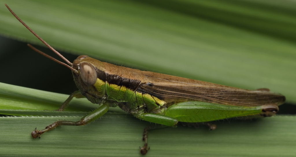 Oxya intricata in June 2023 by S Dowell · iNaturalist
