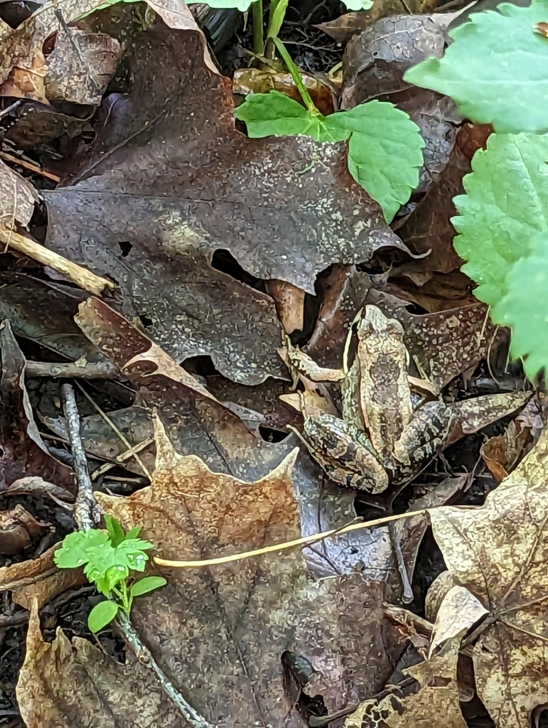 Wood Frog from Plymouth, WI, USA on 14 June, 2023 at 12:22 PM by Nikki ...