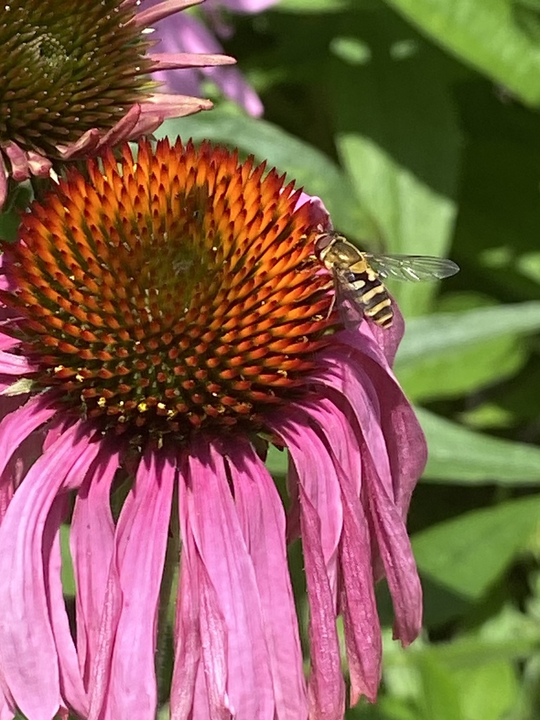 Common Flower Flies from Wheaton Regional Park, Silver Spring, MD, US ...