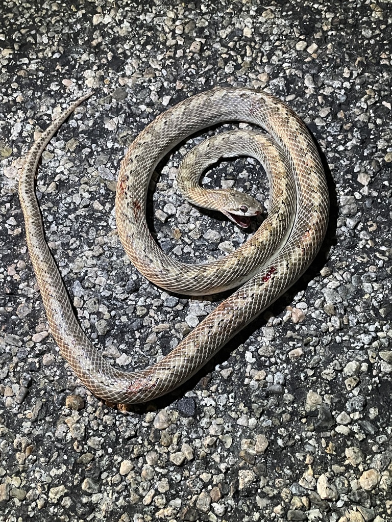 Desert Glossy Snake from Sand to Snow National Monument, Whitewater, CA ...