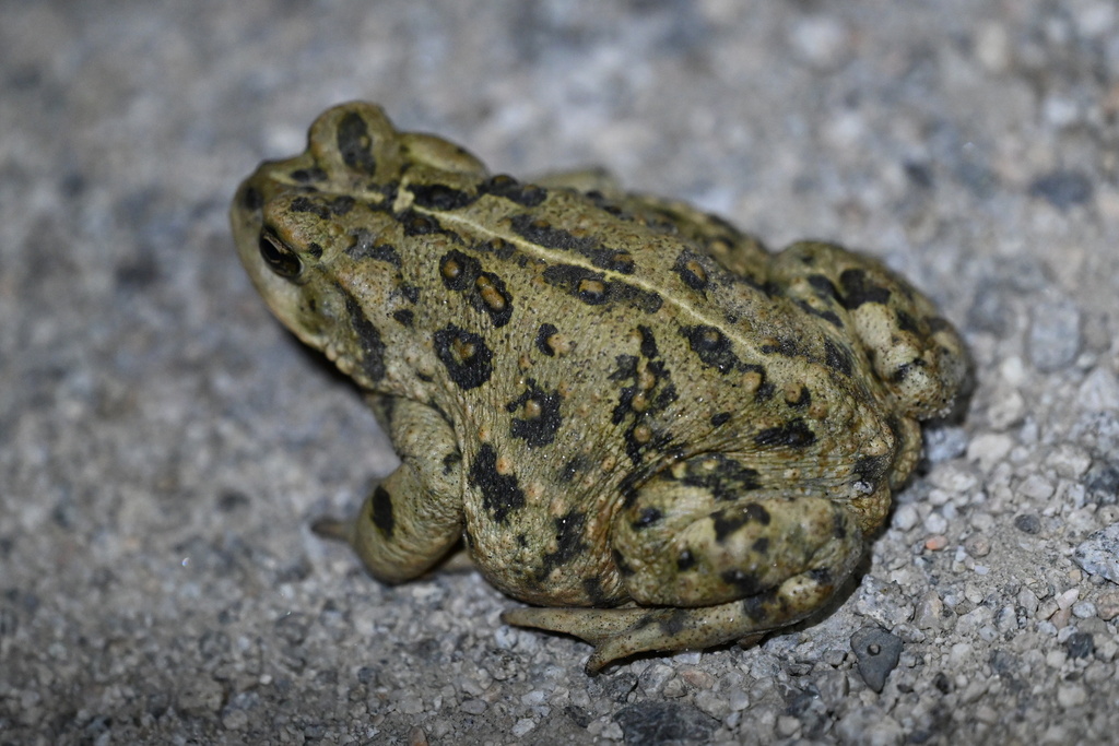California Toad from Sand to Snow National Monument, Whitewater, CA, US ...