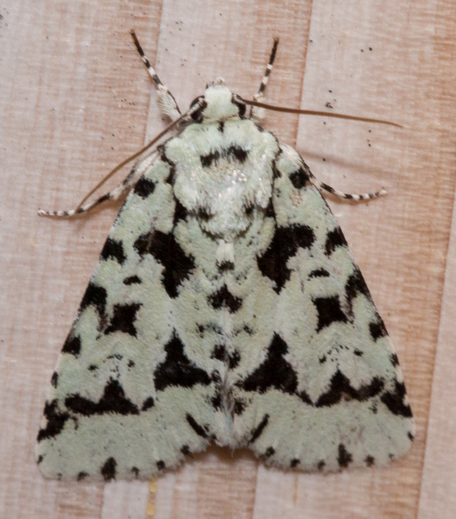 Green Marvel from Ferdinand, VT, USA on June 21, 2023 at 11:00 PM by ...