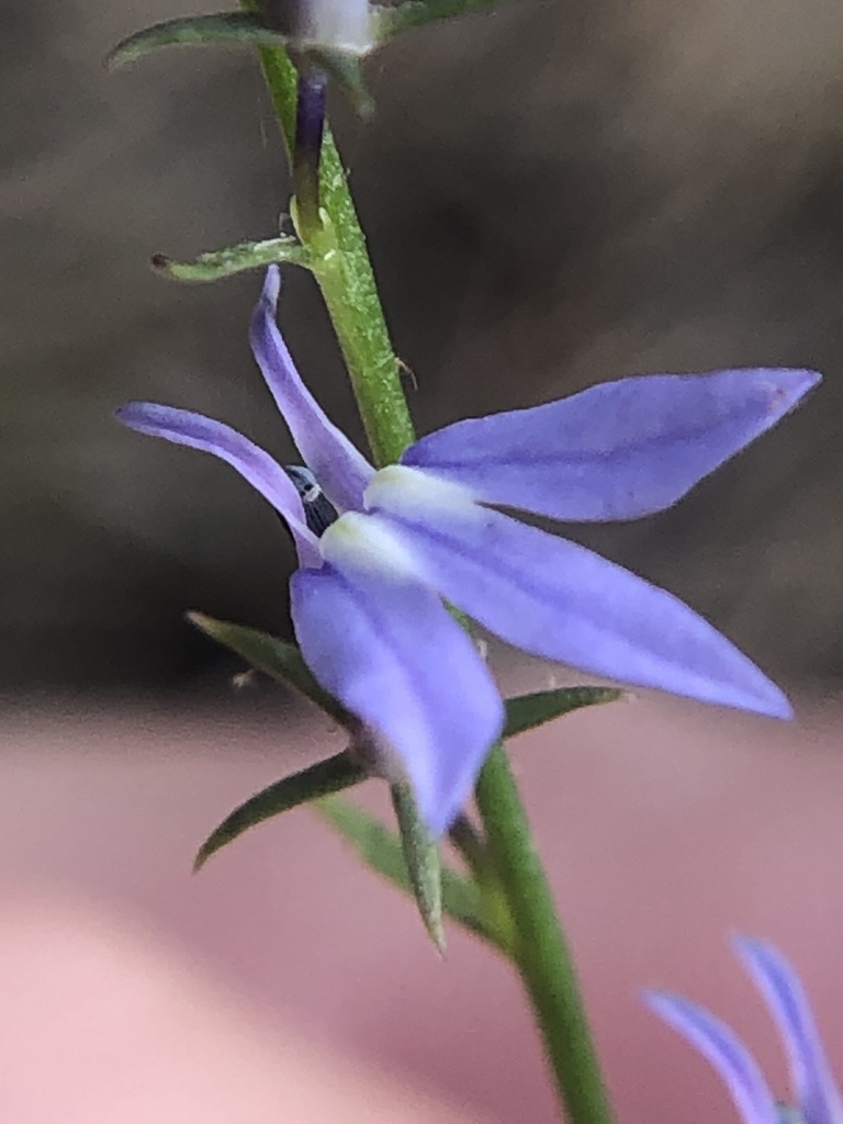 Boykin's Lobelia in June 2023 by dcvmnaturalist · iNaturalist
