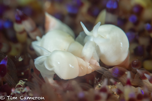 Genus Echineulima · iNaturalist