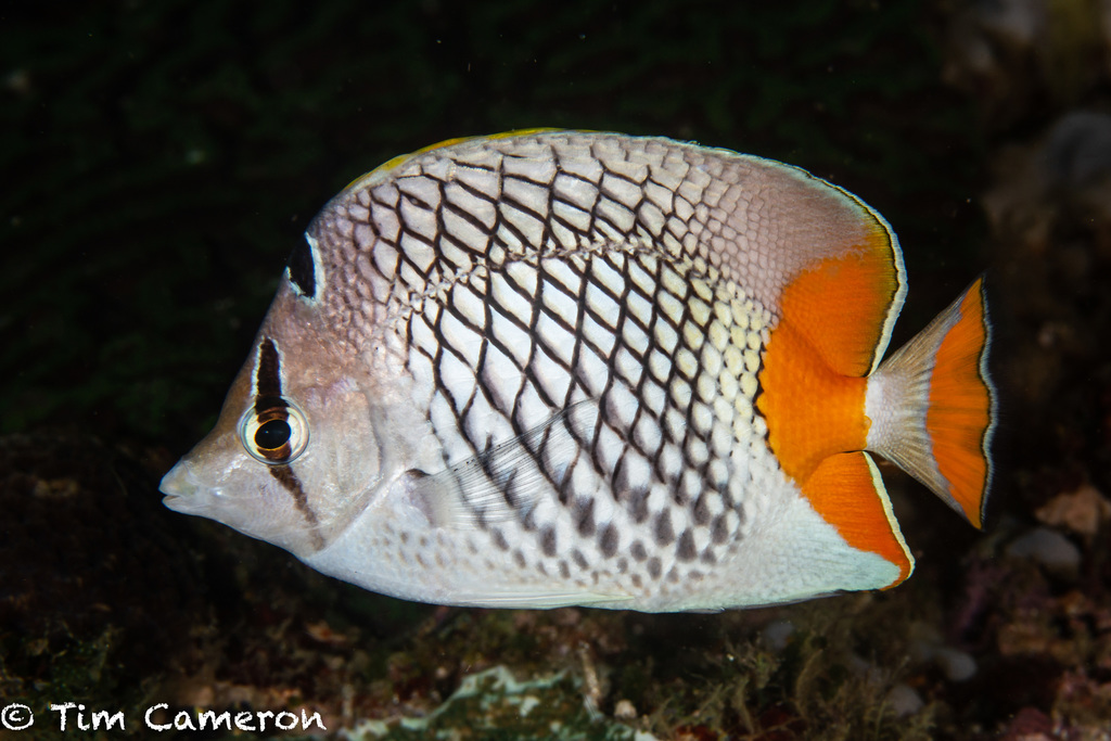 Pearlscale Butterflyfish