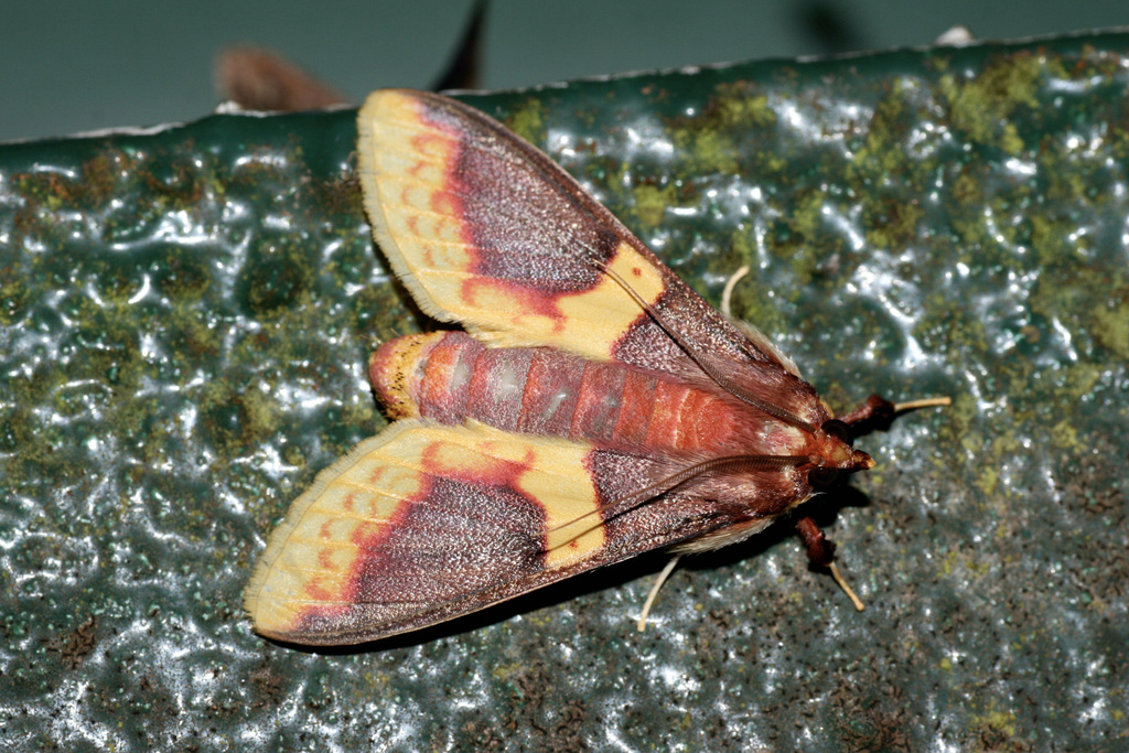 Pachynoa purpuralis from Bukit Fraser, 49000 Bukit Fraser, Pahang ...