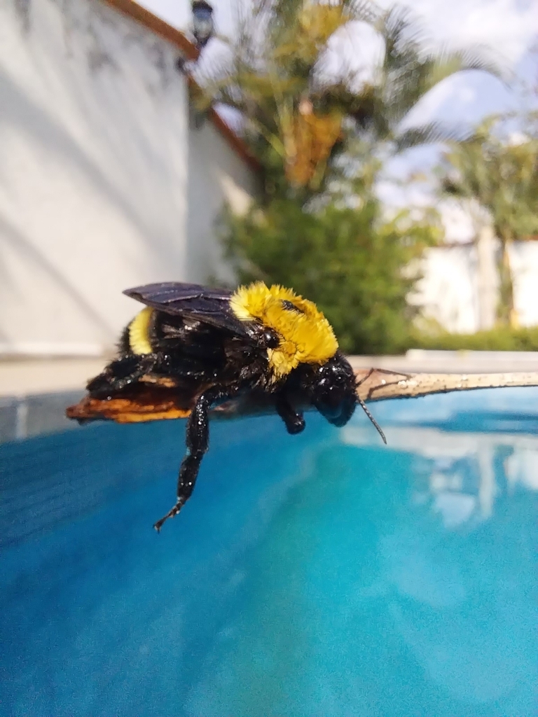 Middle-striped Bumble Bee in June 2023 by Eduardo Osorio · iNaturalist
