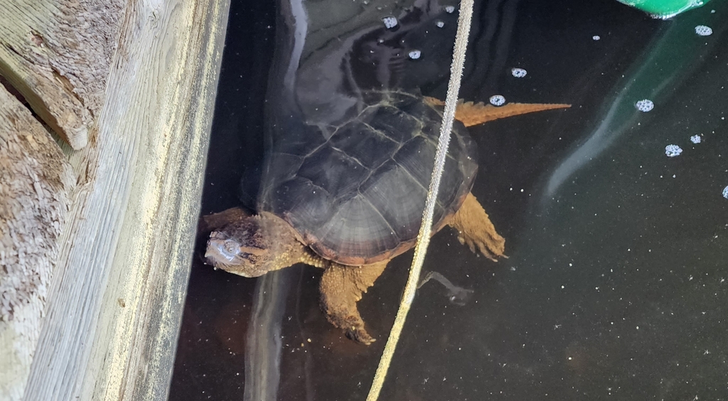 Common Snapping Turtle from Parry Sound, CA-ON, CA on June 23, 2023 at ...