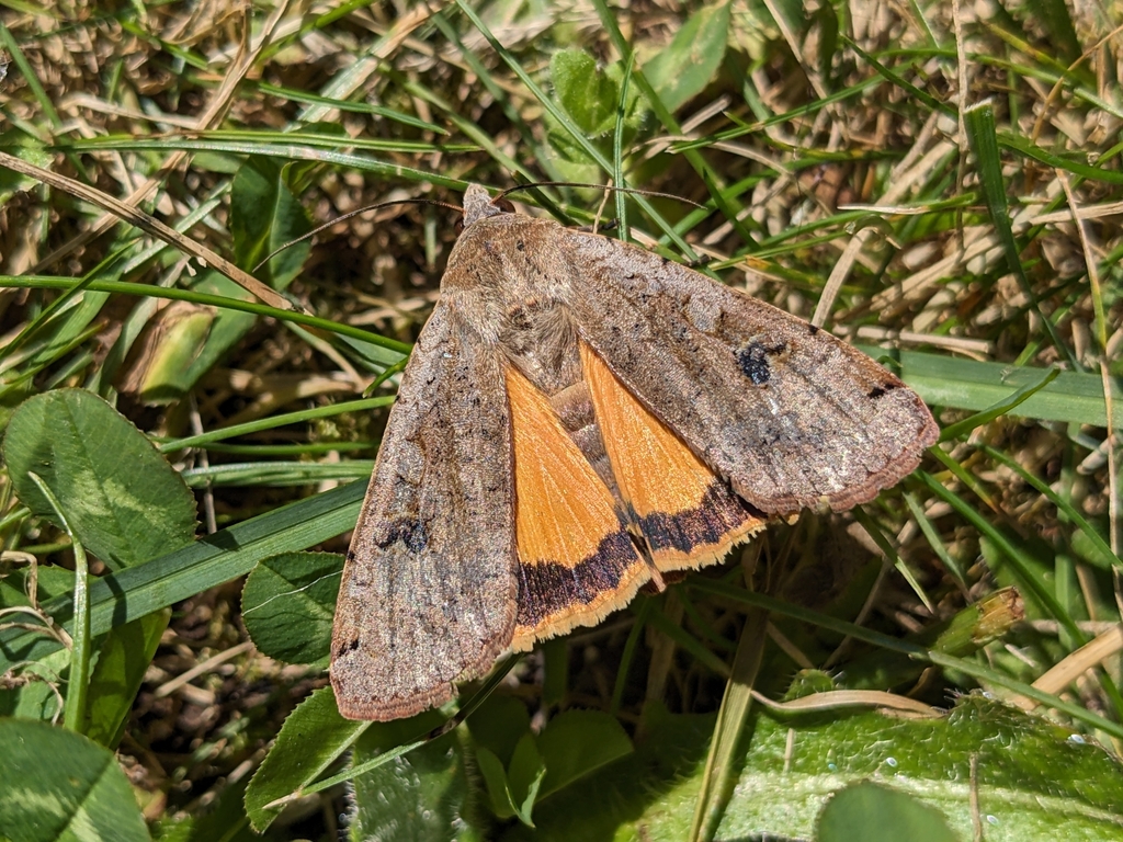 Large Yellow Underwing in June 2023 by Alex Mohr · iNaturalist