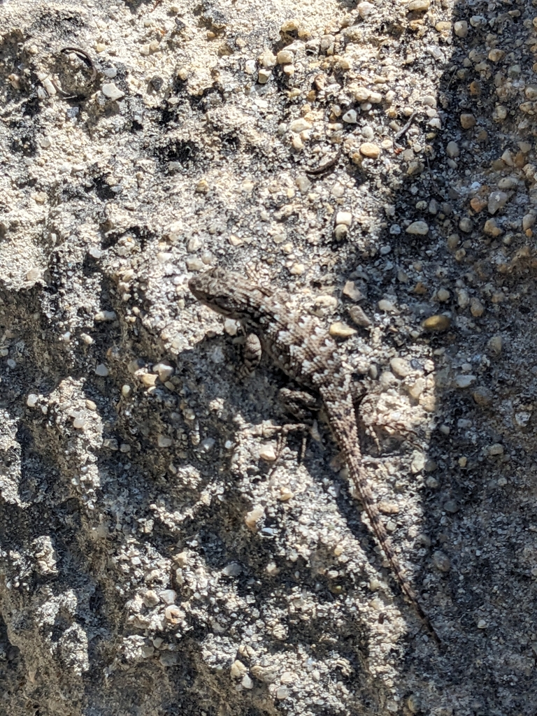 Western Fence Lizard from Scotts Valley, CA 95060, USA on June 25, 2023 ...