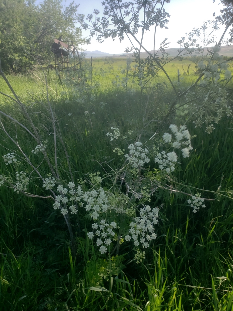 poison hemlock from Trenton, UT, USA on June 25, 2023 at 05:44 PM by ...