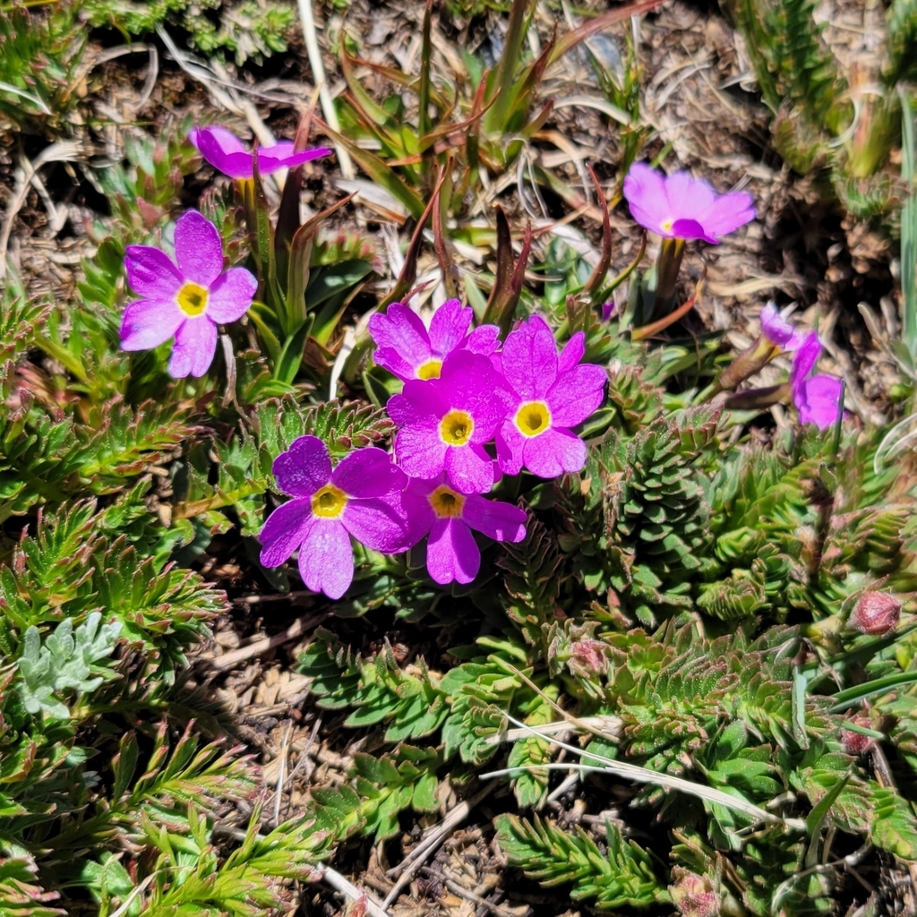 Alpine Primrose from Estes Park, CO 80517, USA on June 25, 2023 at 11: ...