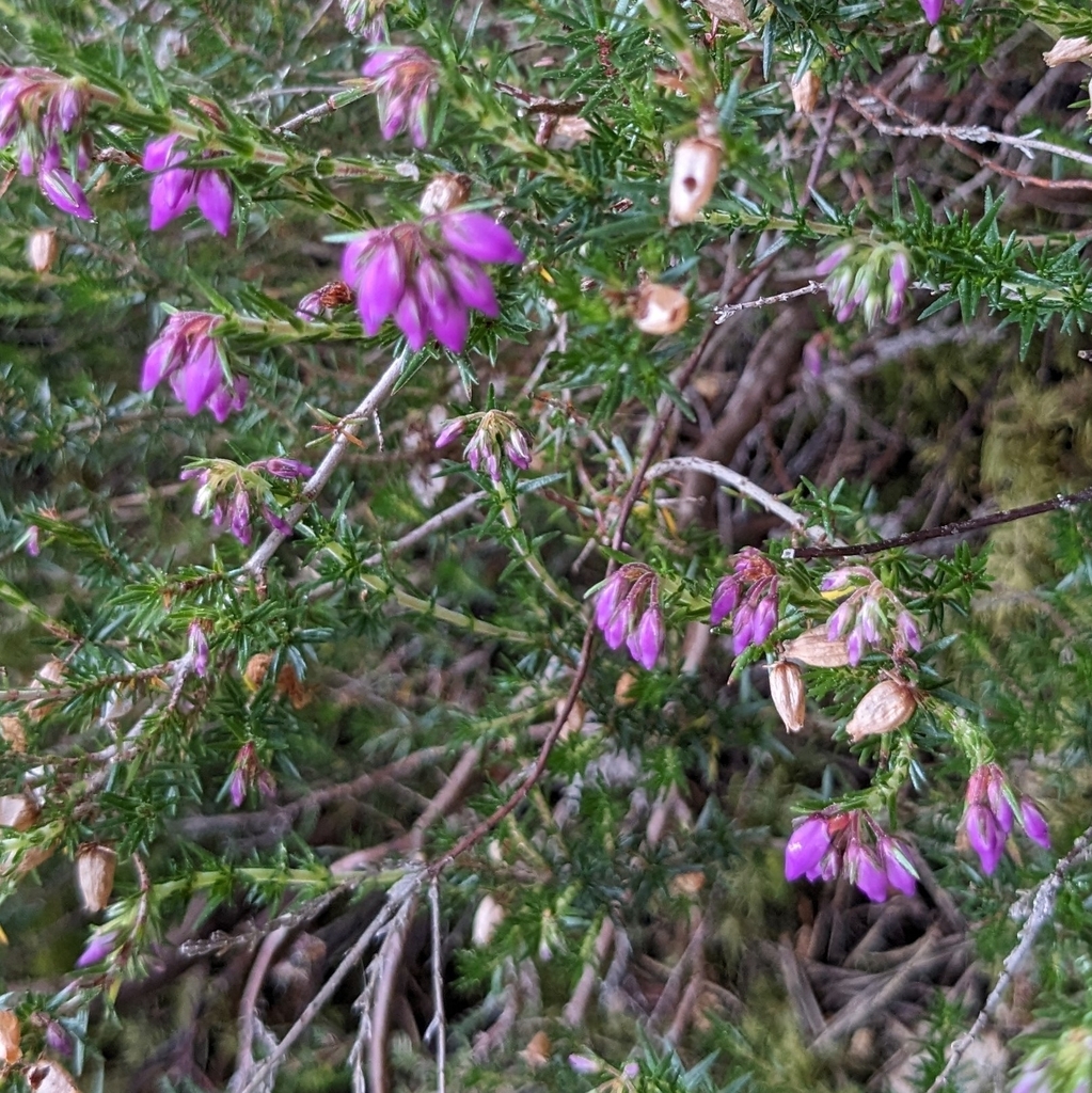 Bell Heather from Aviemore PH22 1QT, UK on June 18, 2023 at 03:59 PM by ...