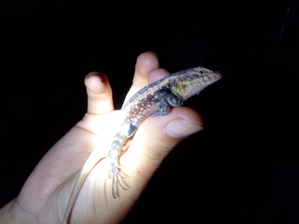 Rose-bellied Lizard from Carrillo, CR-GU, CR on June 19, 2023 at 06:11 ...