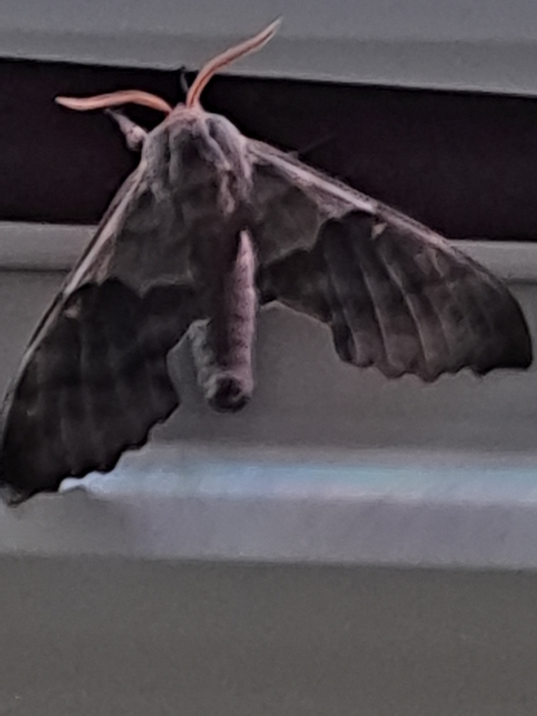 Modest Sphinx from Kinnear's Mills on June 25, 2023 at 08:35 PM by ...