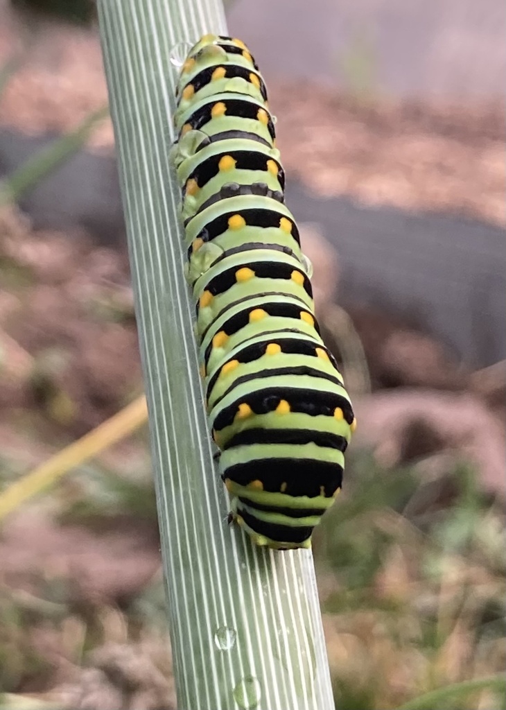 Black Swallowtail from Mills Point Rd, Colchester, VT, US on June 25 ...