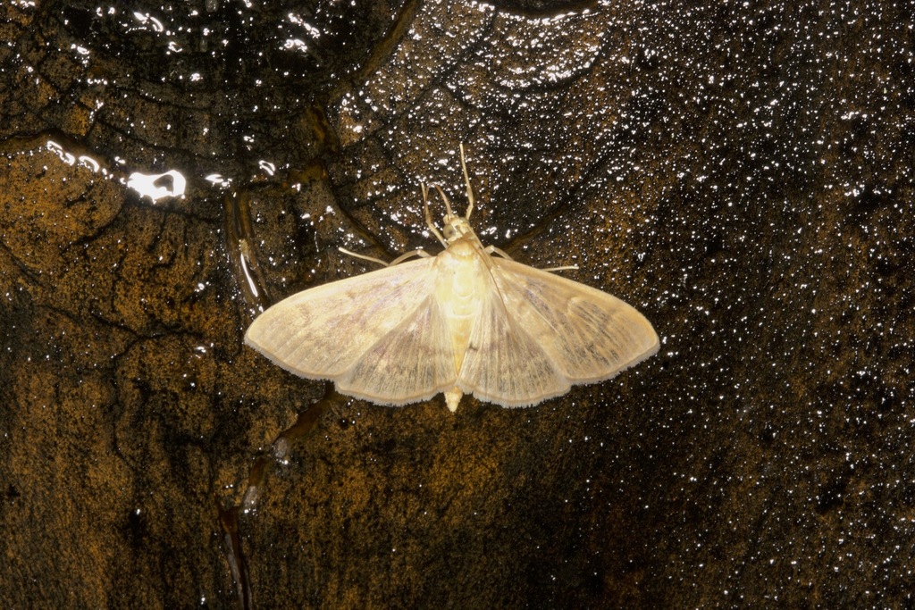 Herbivorous Patania Moth from Environmental Educ Class, Patuxent RR, MD ...