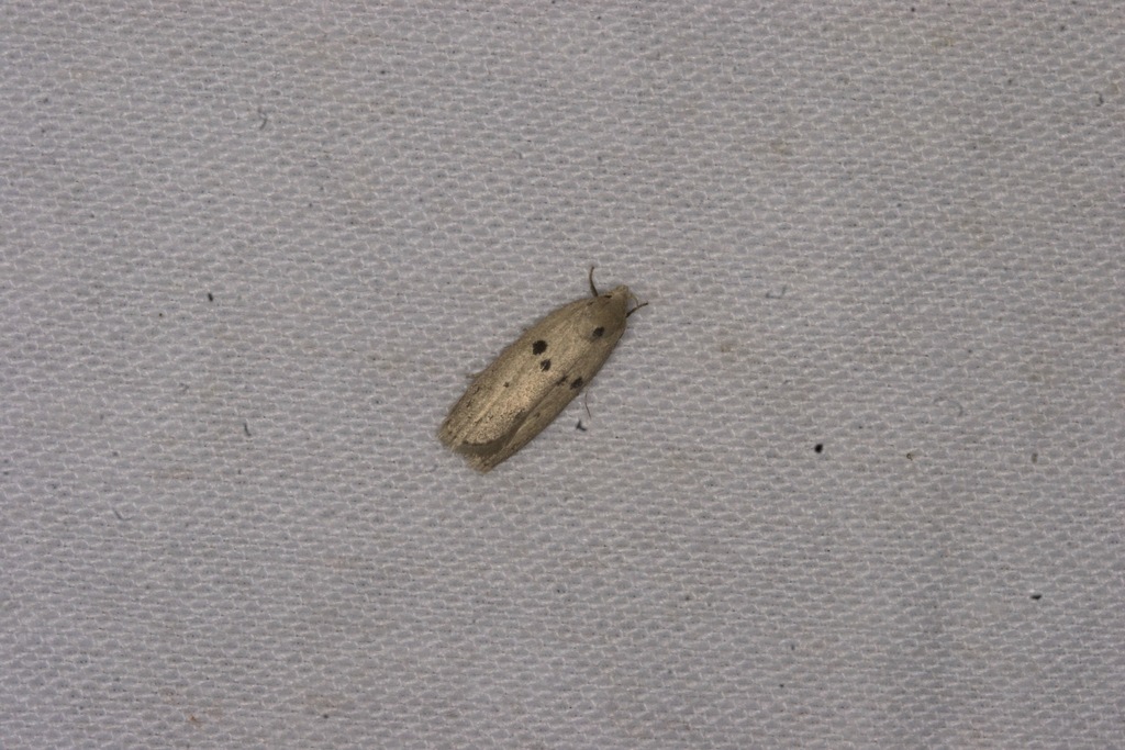 Scythropiodes issikii from Environmental Educ Class, Patuxent RR, MD on ...