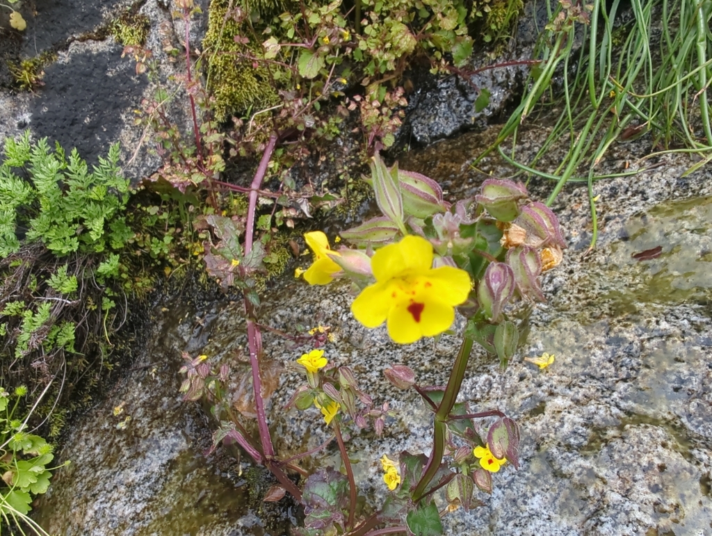 shy monkeyflower from Yosemite National Park, Tuolumne County, US-CA ...
