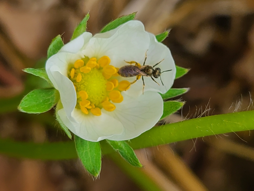 Lasioglossum from Butler's Orchard on June 4, 2023 at 11:40 AM by Laura ...