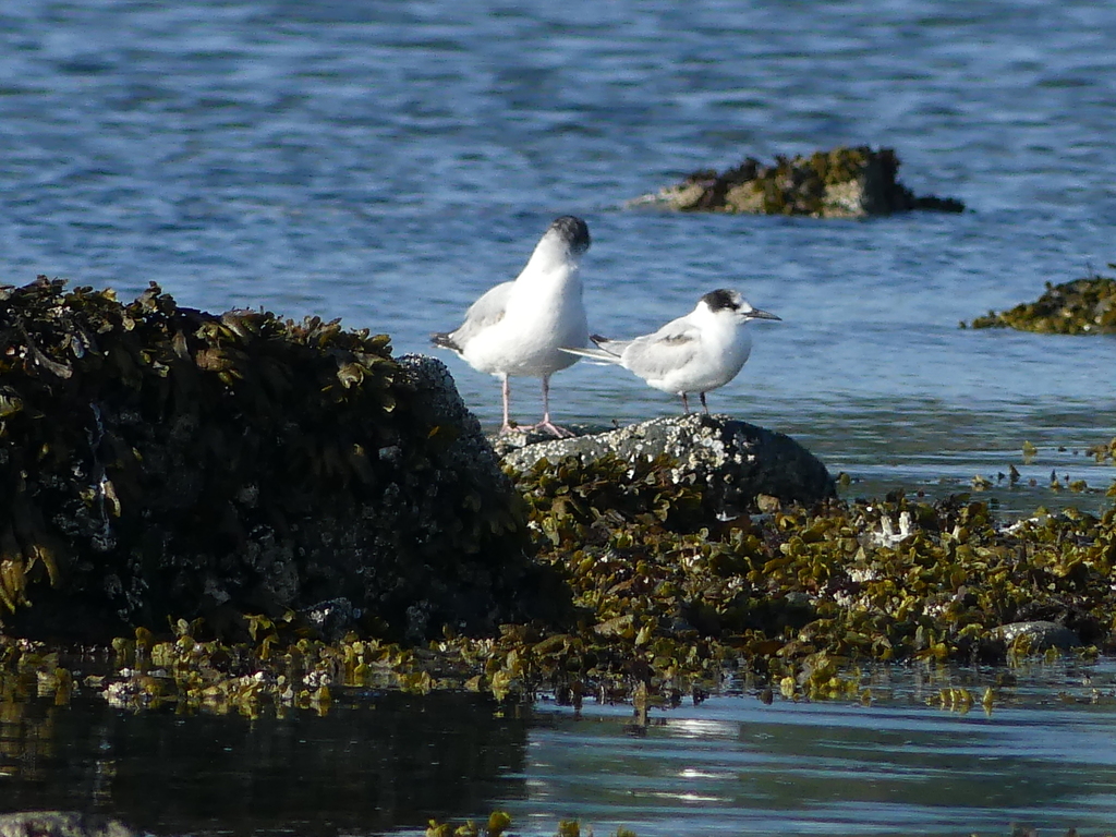 Common Tern from Strathcona, BC, Canada on June 25, 2023 at 07:57 AM by ...