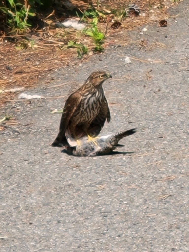Cooper's Hawk from Central Okanagan, BC, Canada on June 15, 2023 at 11: ...