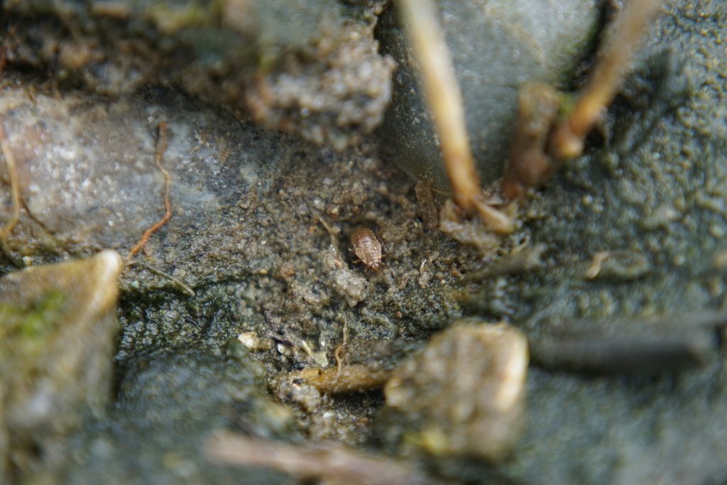 Shore bugs from Bremerton, WA, USA on June 20, 2023 at 04:50 AM by Kai ...