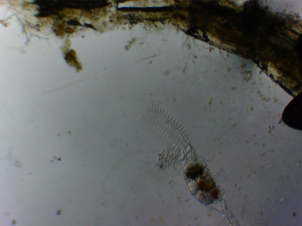 Stephanoceros fimbriatus from Dolgoprudny, RU-MS, RU on June 24, 2023 ...