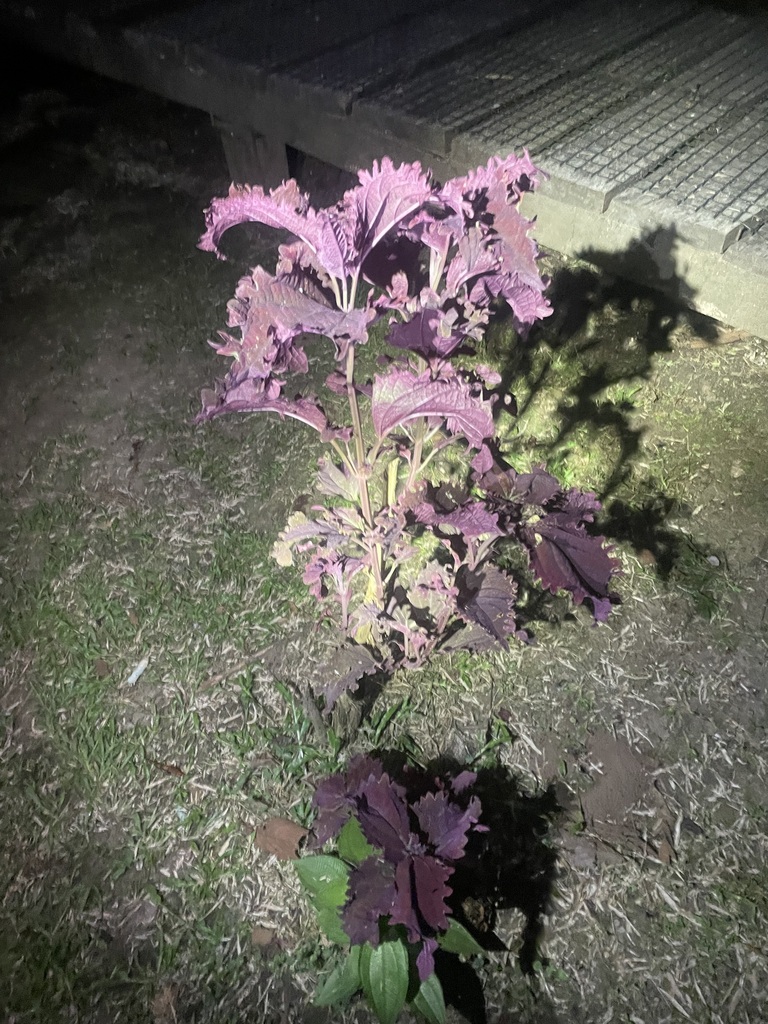 plants from Sani Lodge, Shushufindi, Ecuador on April 13, 2023 at 08:09 ...