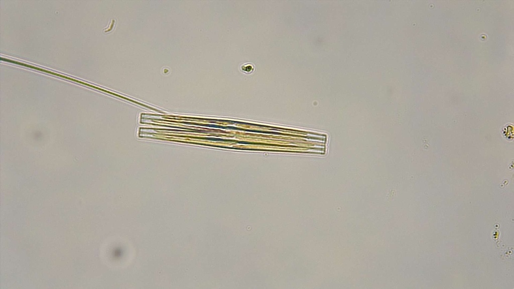 Fragilaria crotonensis from Ironbark Lake, The Ponds, NSW, AU on June ...