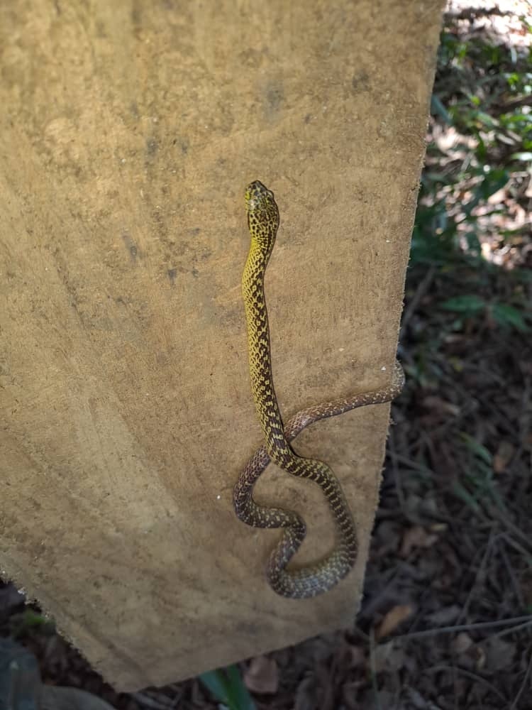 Northern Marbled Nocturnal Tree Snake from Bagamoyo, TZ on June 26 ...