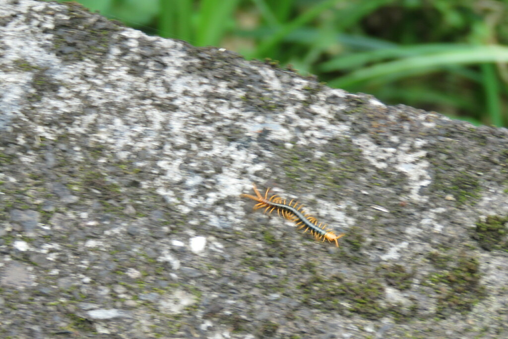 Scolopendra multidens from 台灣新北市 on June 26, 2023 at 10:06 AM by 吳威 ...