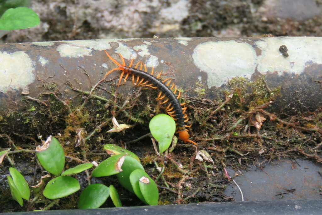Scolopendra multidens from 台灣新北市 on June 26, 2023 at 09:30 AM by 吳威 ...