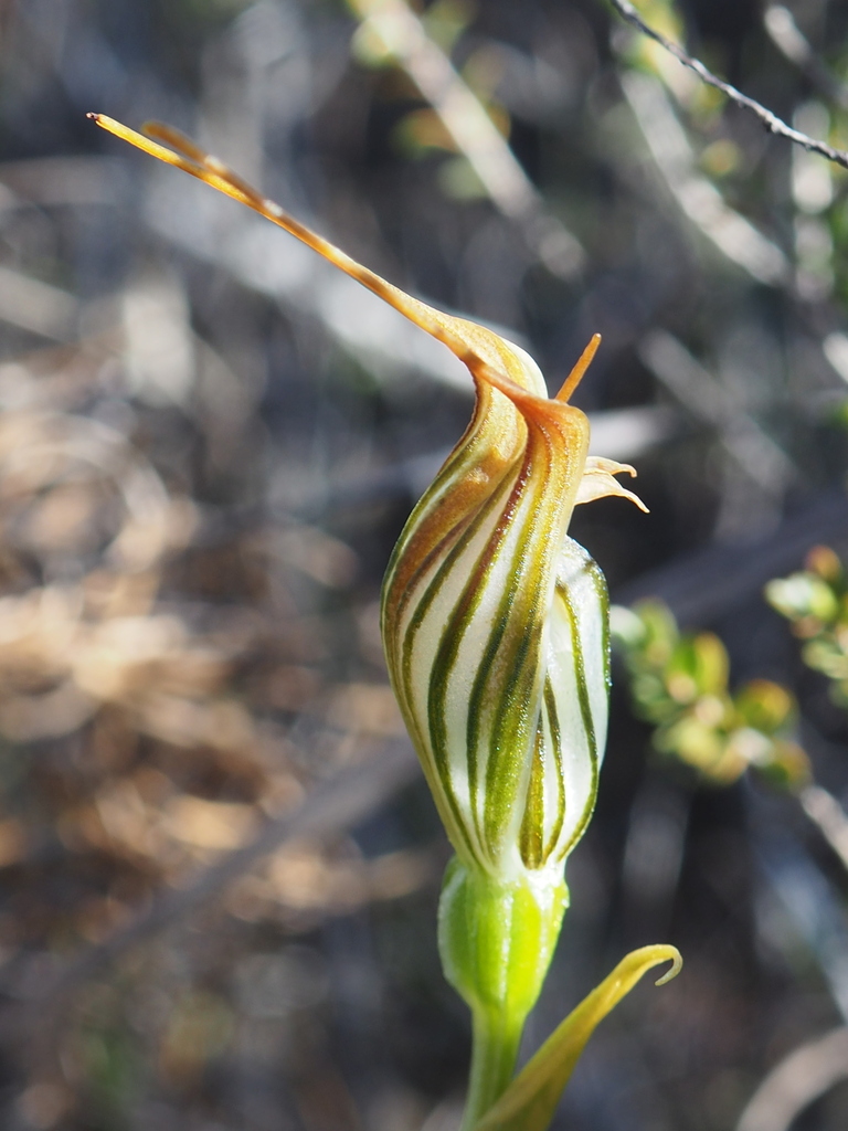 jug orchid by Michael Warren · iNaturalist