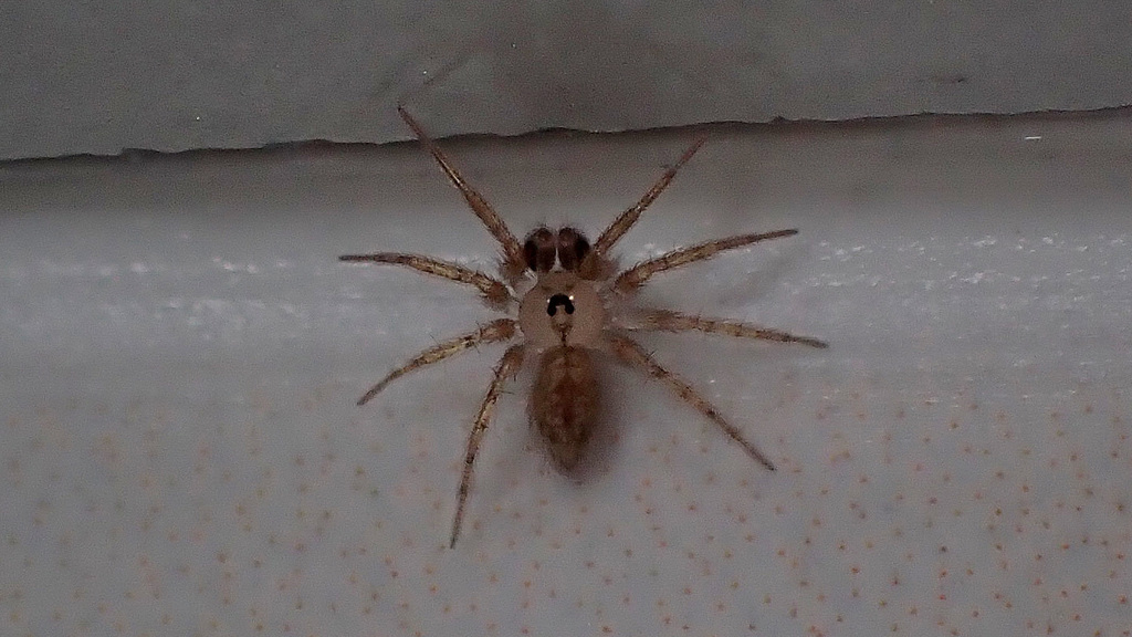 Wall Spiders from 香港大圍 on June 23, 2023 at 11:02 AM by WK Cheng ...